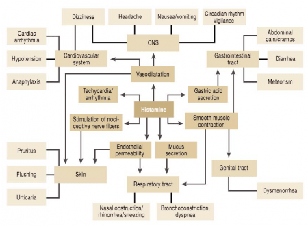 Healing Histamine Intolerance: The Complete Guide